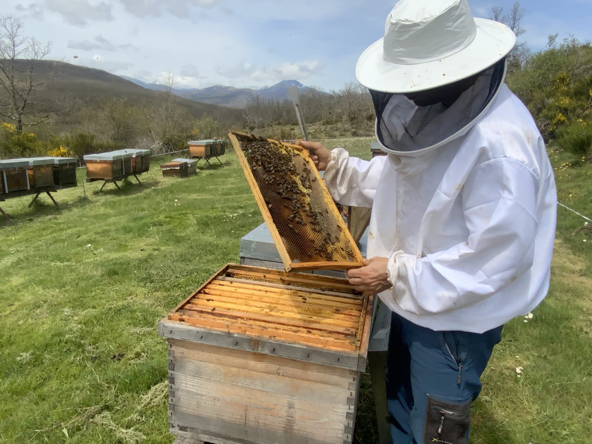 Conoce nuestras colmenas - Conócenos - Miel Gran Dujo